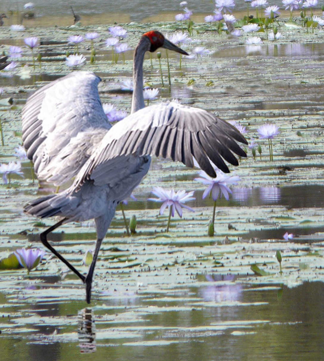 Brolga | FAW Queensland